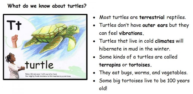 abc-phonics-turtle - Nellie Edge Seminars and Resources